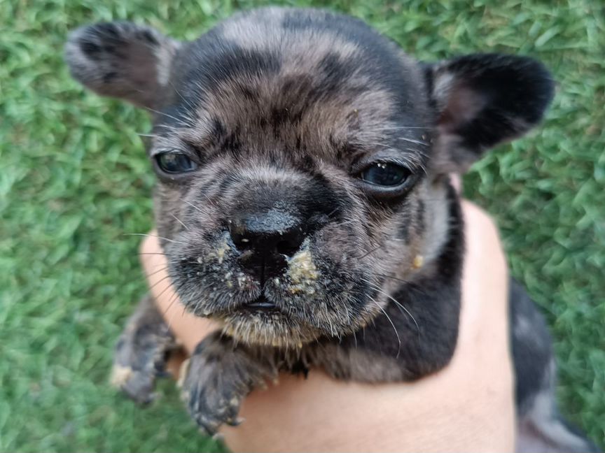 Французские пирожочки