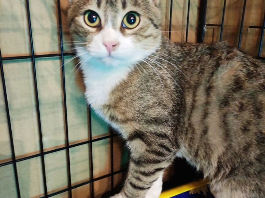 Коты и кошки