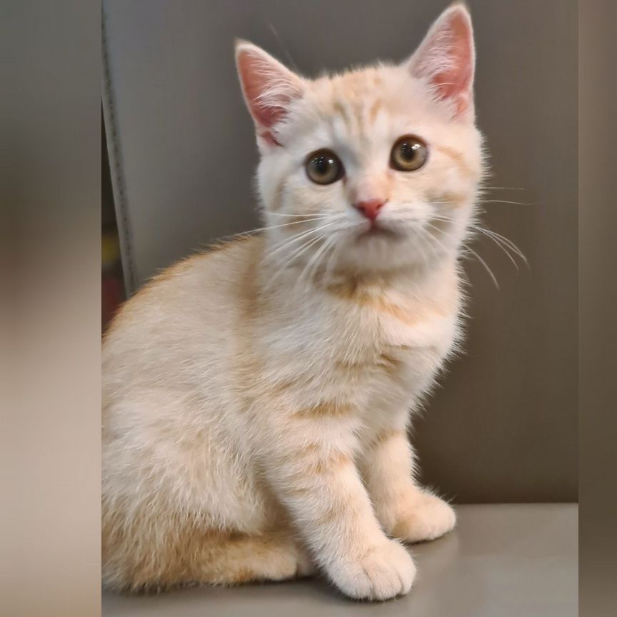 Котенок щотландский прямоухий мальчик