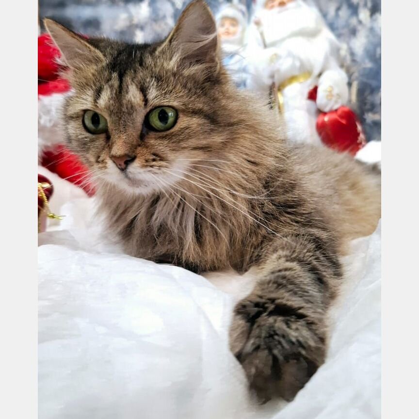 Кошка