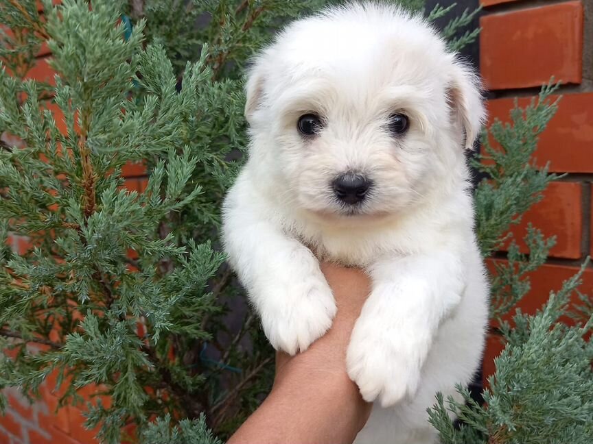 Щенки мальтипу мальчик