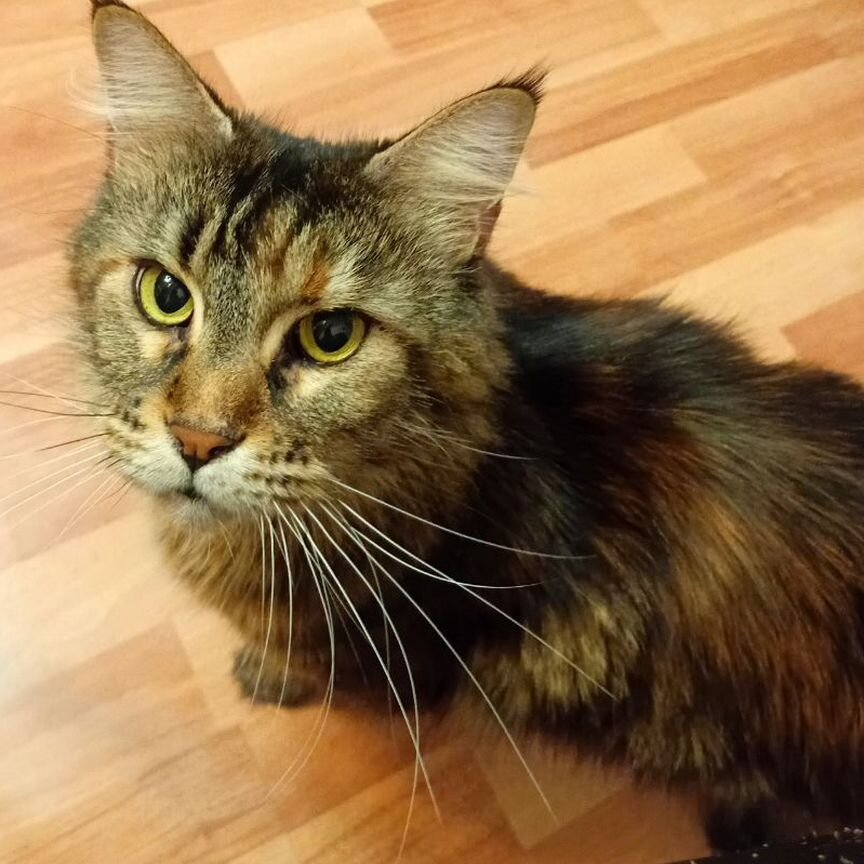 Мейн-кун, взрослая кошка