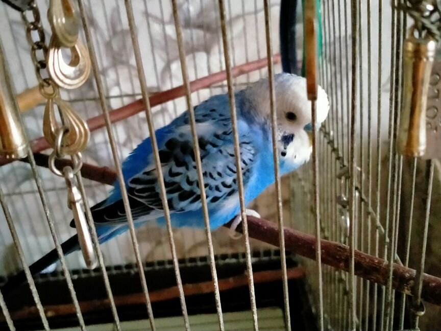 Волнистый попугай