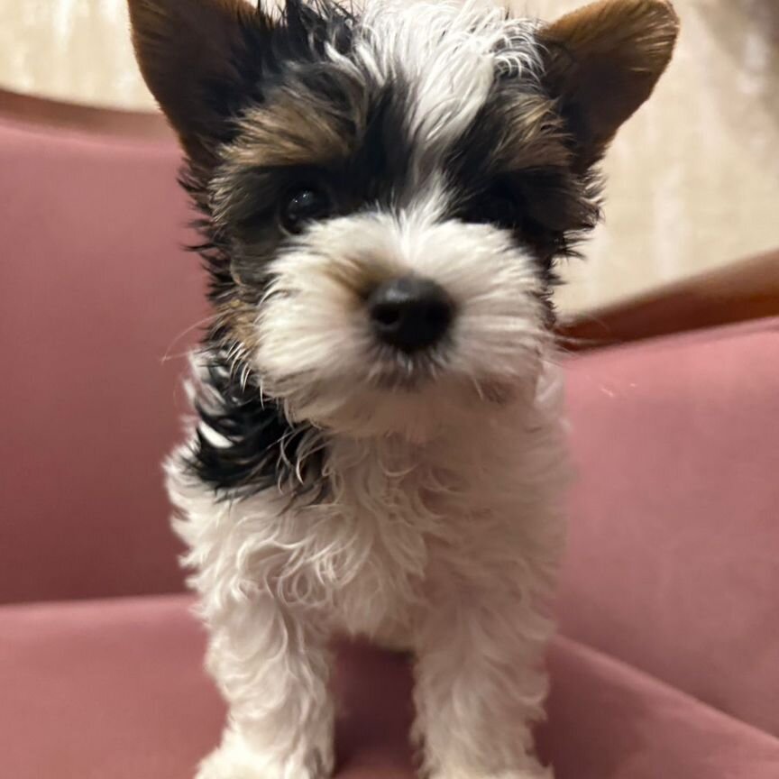 Бивер-йоркширский терьер, щенок