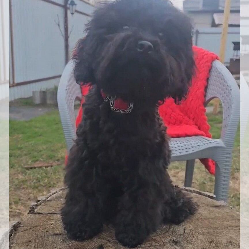 Той-пудель, щенок