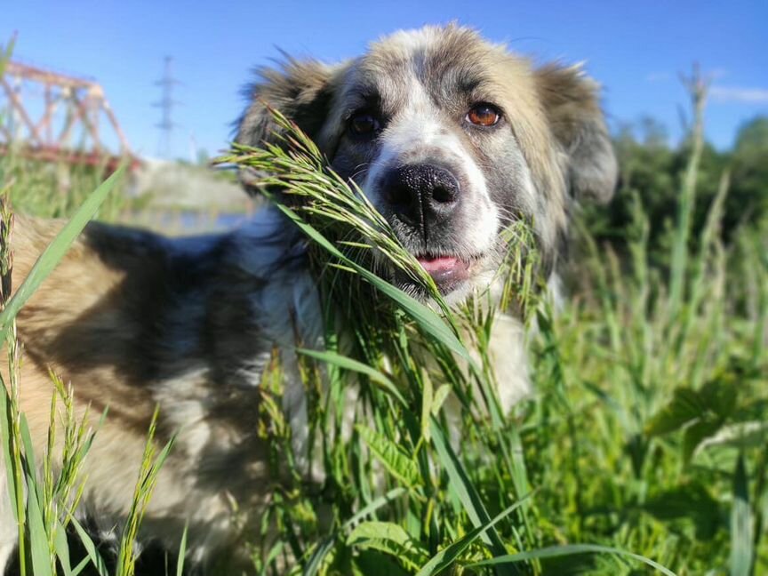 Мэгги ищет дом