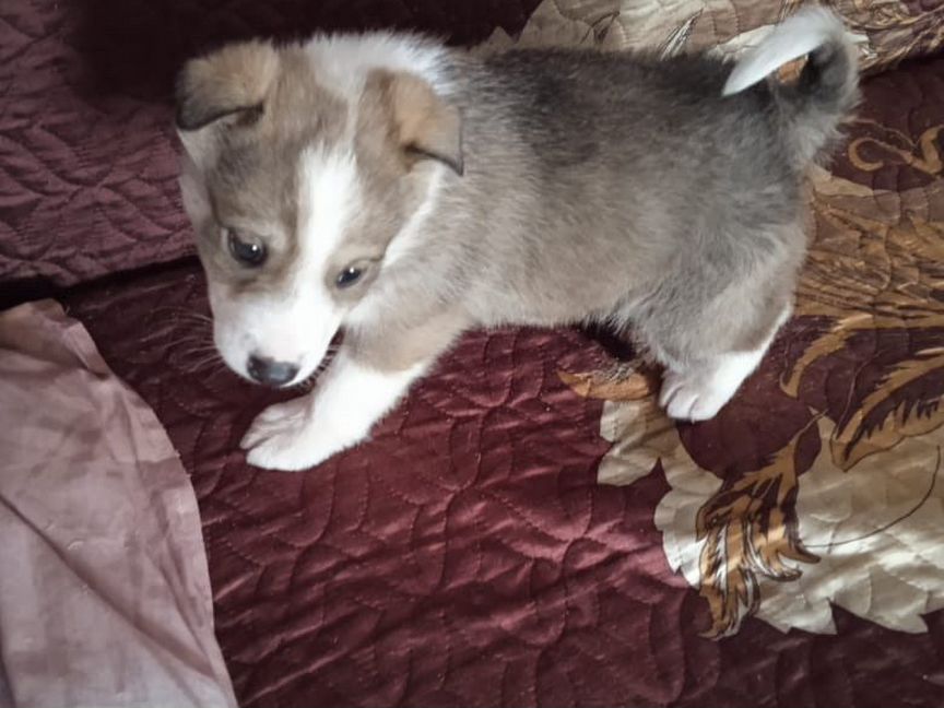 Собака в добрые руки отдам бесплатно