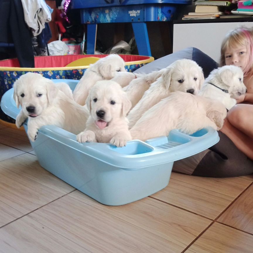 Щенки золотистого ретривера
