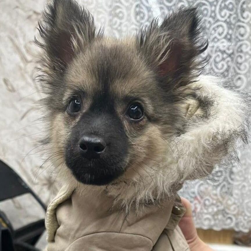 Щенок в добрые руки