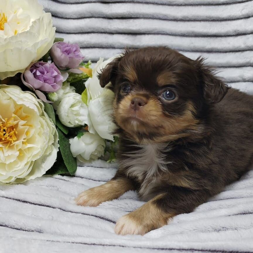 Щенки чихуахуа девочка