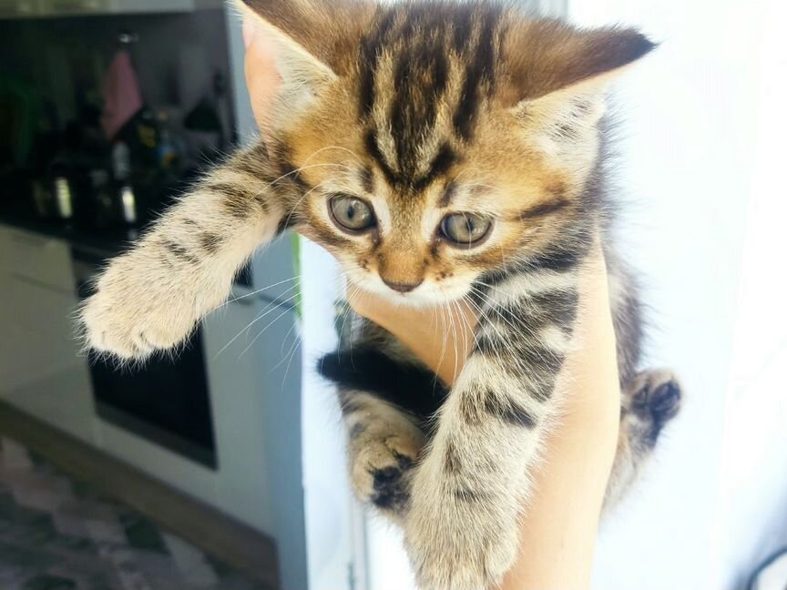 Кошки в добрые руки