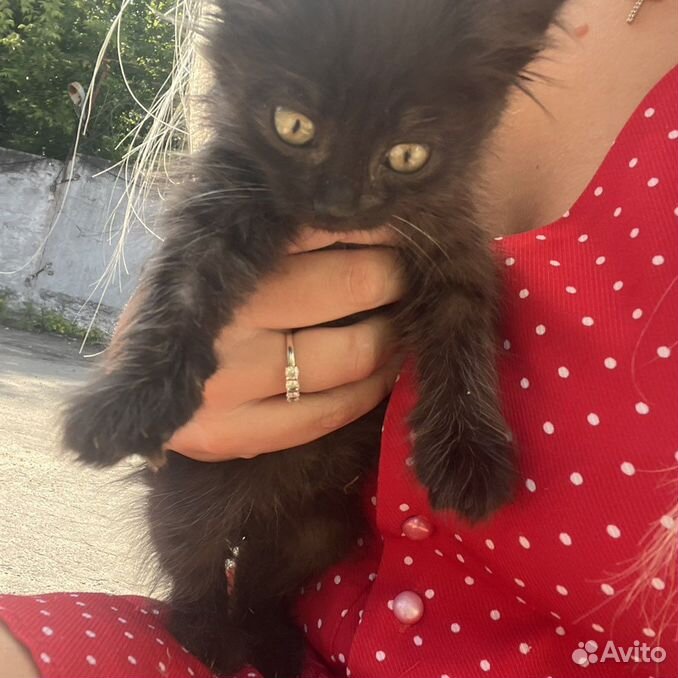 Котята пожалуйста заберите