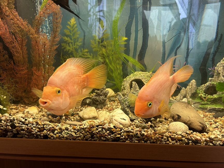 Попугай красный рыба