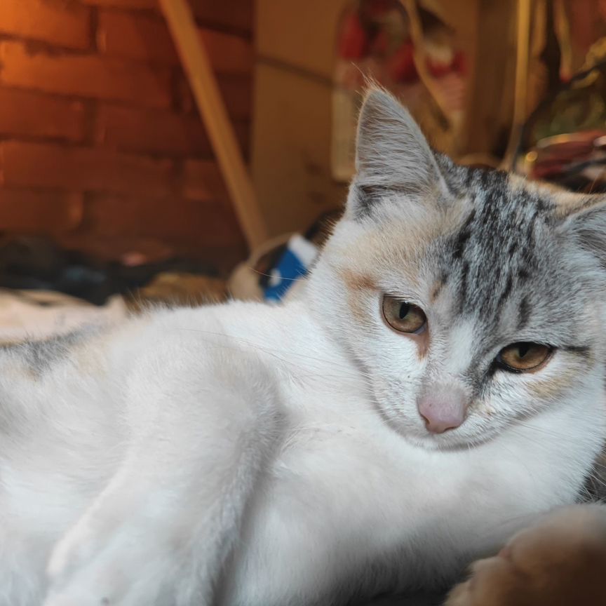 Девочка котенок девочка котейка девочка котейка