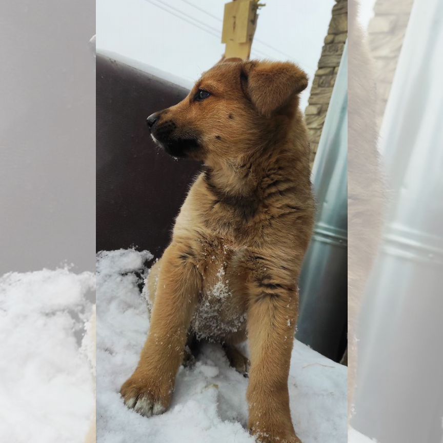 Щенок в добрые руки