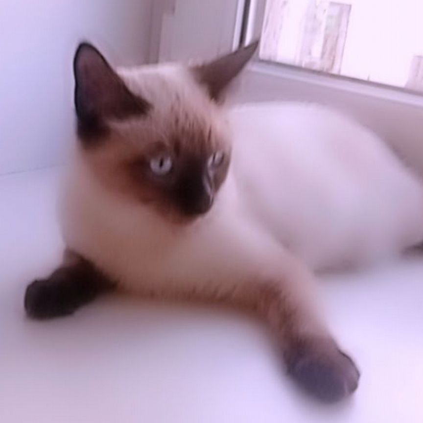 Тайский котёнок