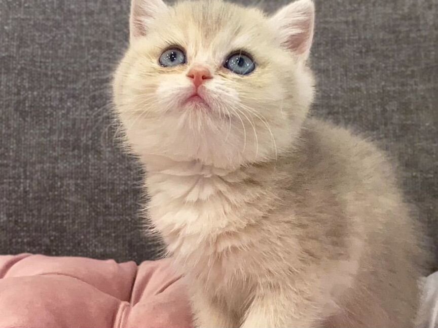 Британская шиншилла голубое золото