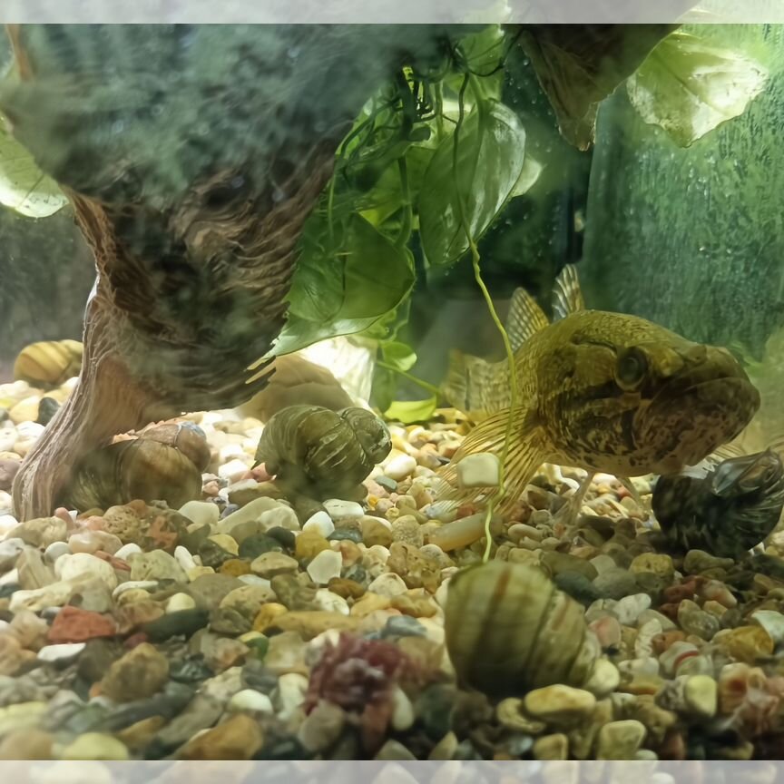 Хищник в аквариум