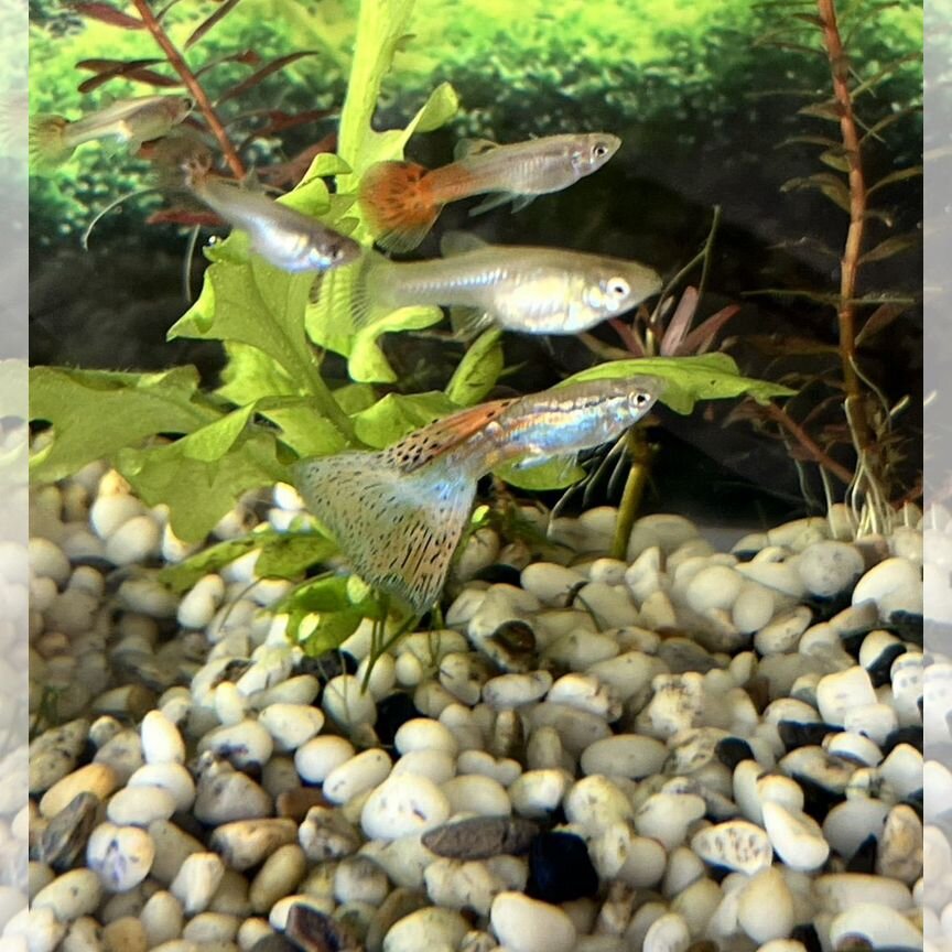 Рыбки гуппи