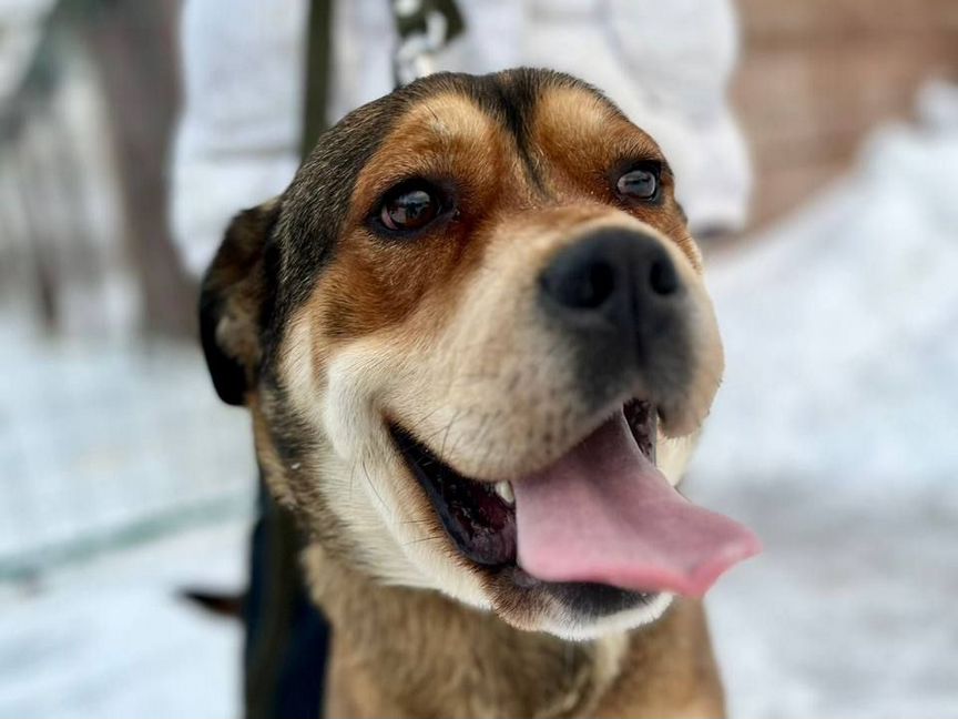 Собака с мордашкой бигль попала в приют бесплатно