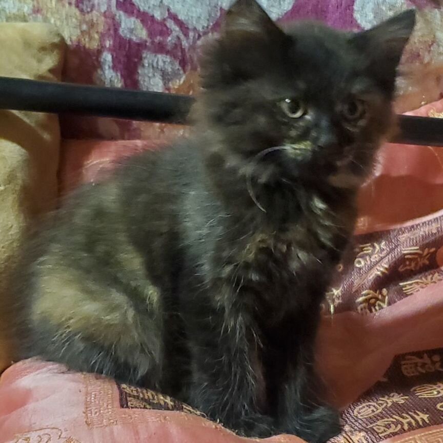 Котенок пушистая трехцветная девчушка