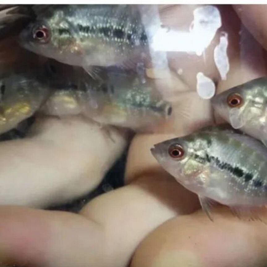 Бриллиантовая цихлазома