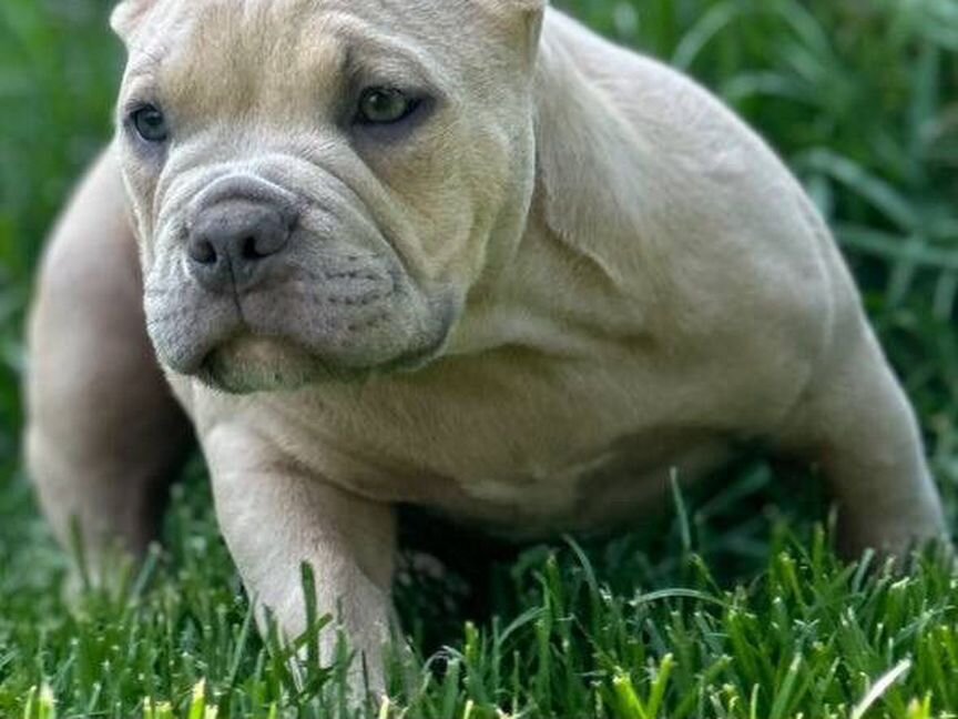 Американский булли щенок покет