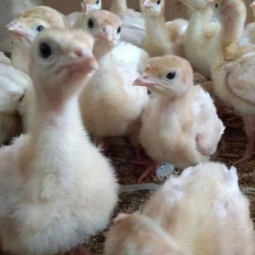 Индюшата хайбрид конвертер