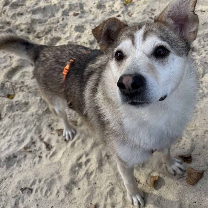 Взрослый пёс в добрые руки