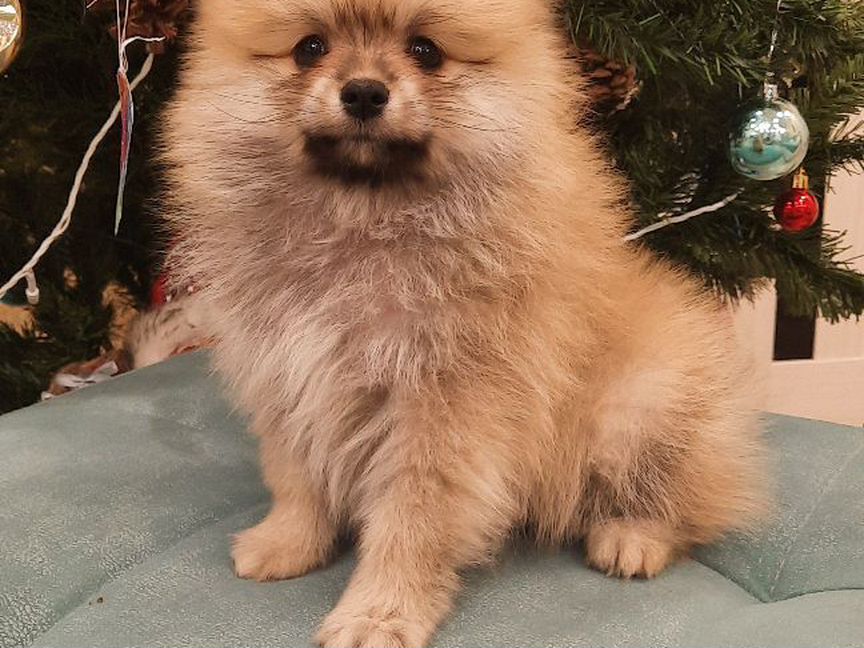 Новогодний мишка