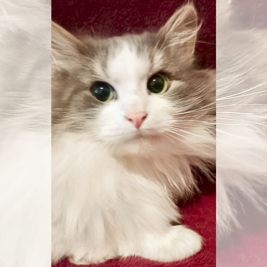 Котики бесплатно