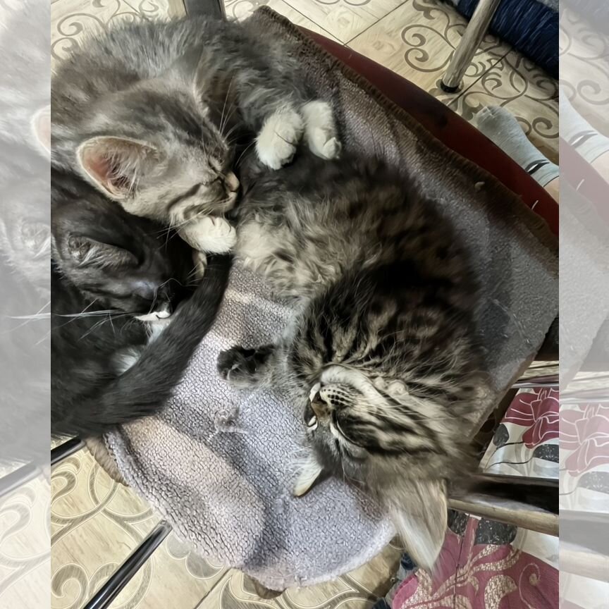 Сибирский котёнок