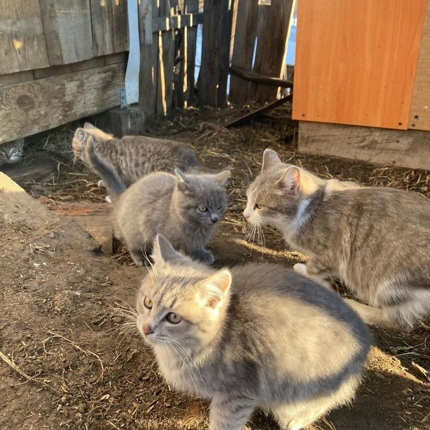 Котята,люди не будьте равнодушными