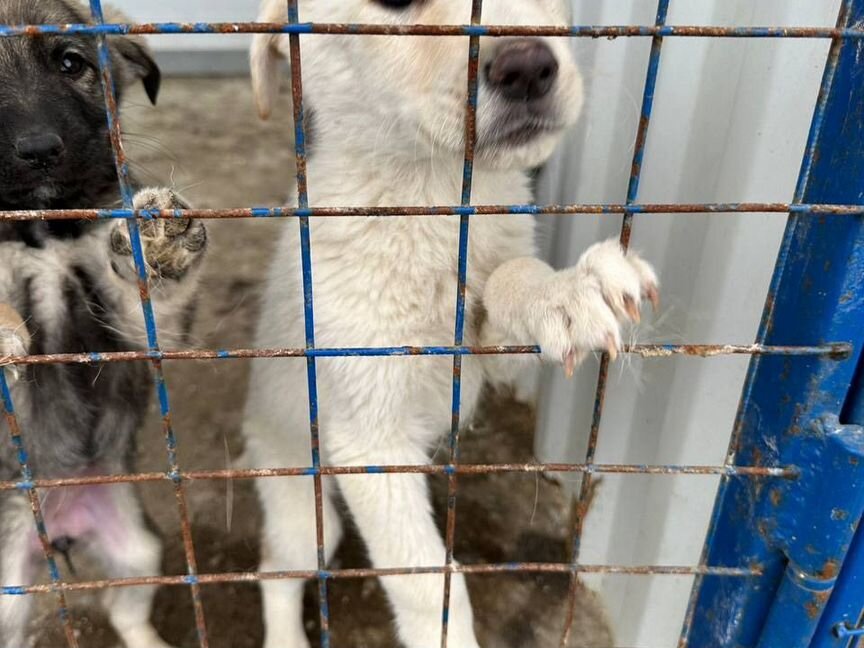 Щенок в отлове. Скоро выпуск на улицу