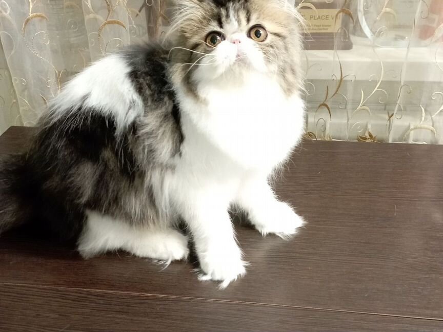 Персидский мальчик