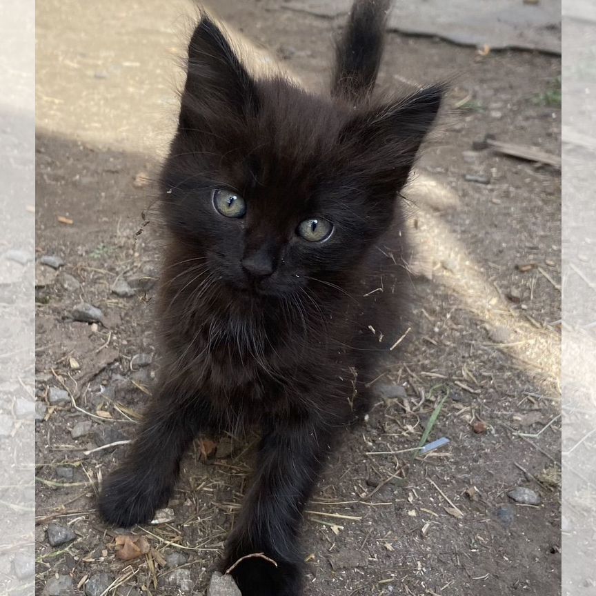 Котенок в добрые руки