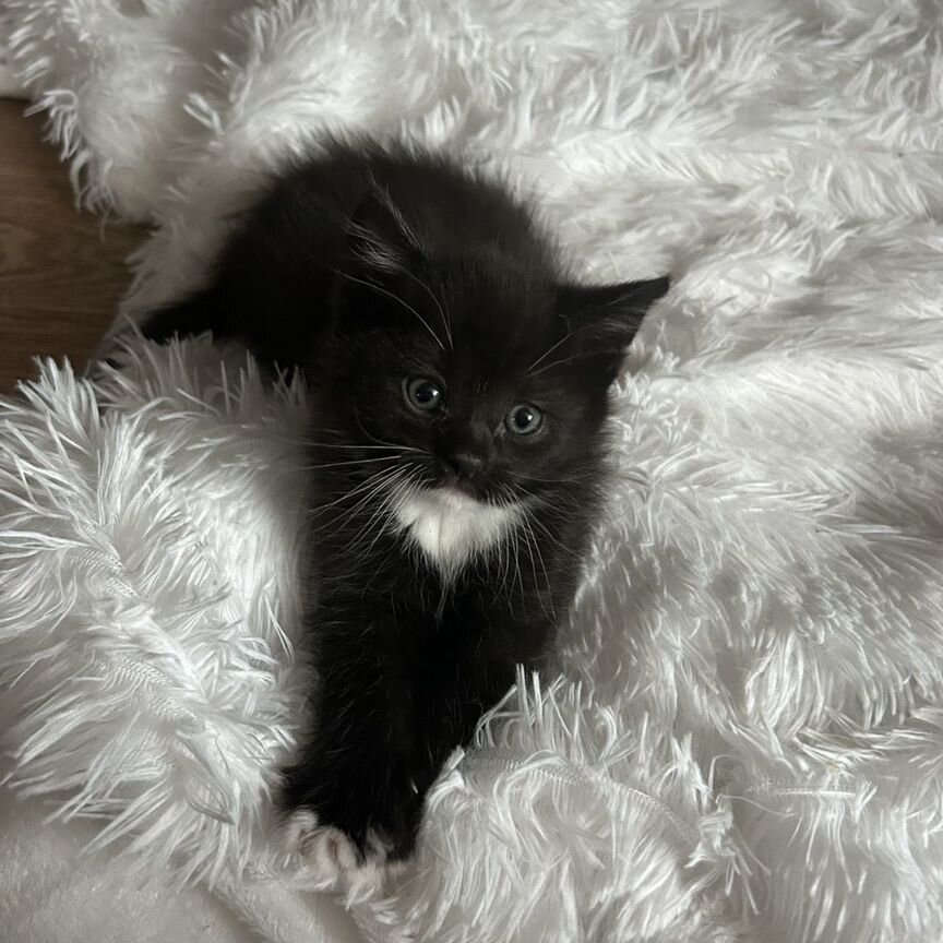 Отдам в добрые руки