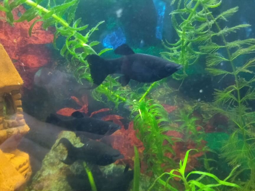 Аквариумные рыбки: молинезии, меченосцы