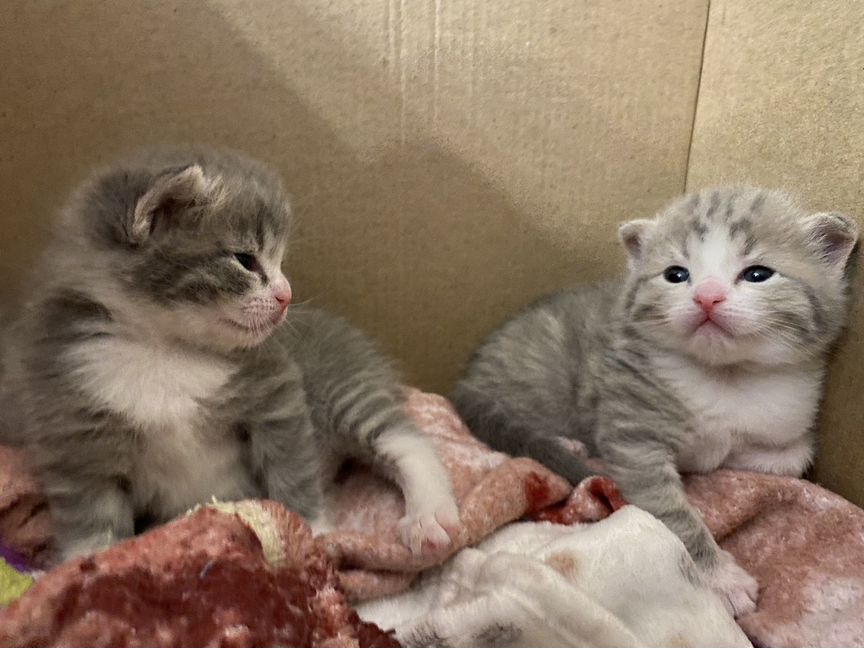 Котята метисы
