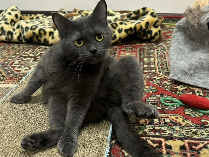 Кошечка Боня в поисках дома