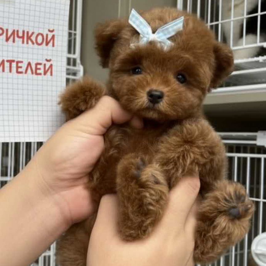 Мальтипу, щенок