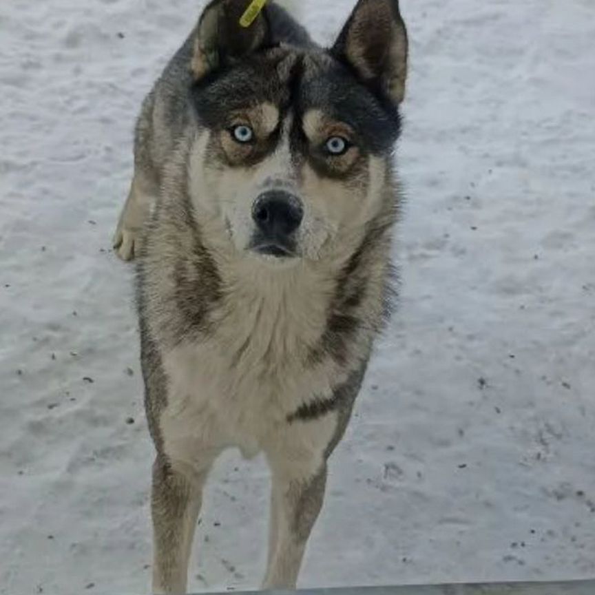 Сибирский хаски, щенок