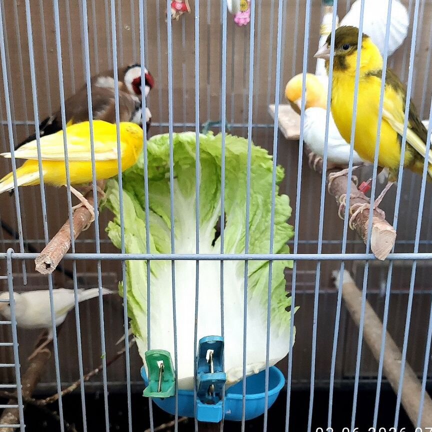 Канарейки