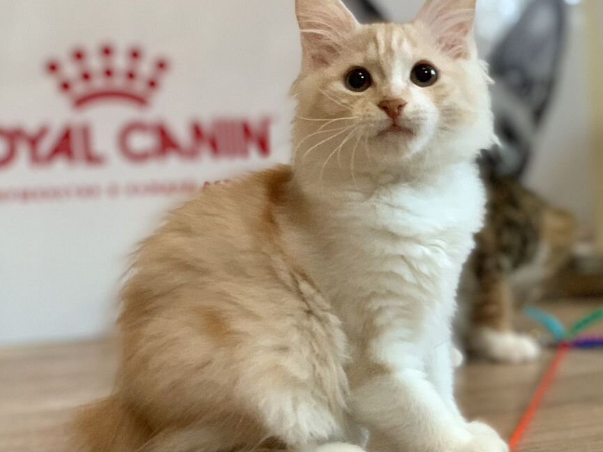 Красный серебряный котенок курильского бобтейла