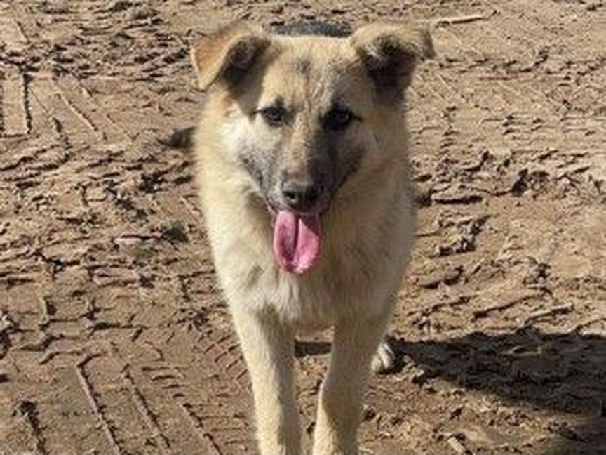 Щенок девочка в добрые рукт