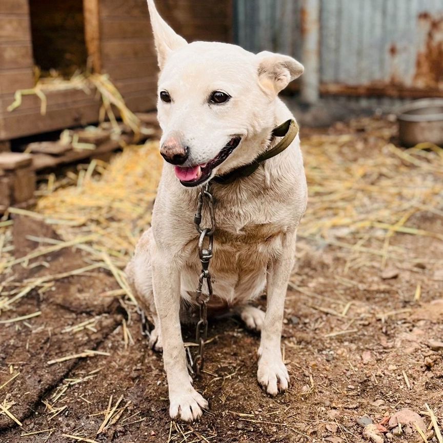 Стерилизованная Бьянка