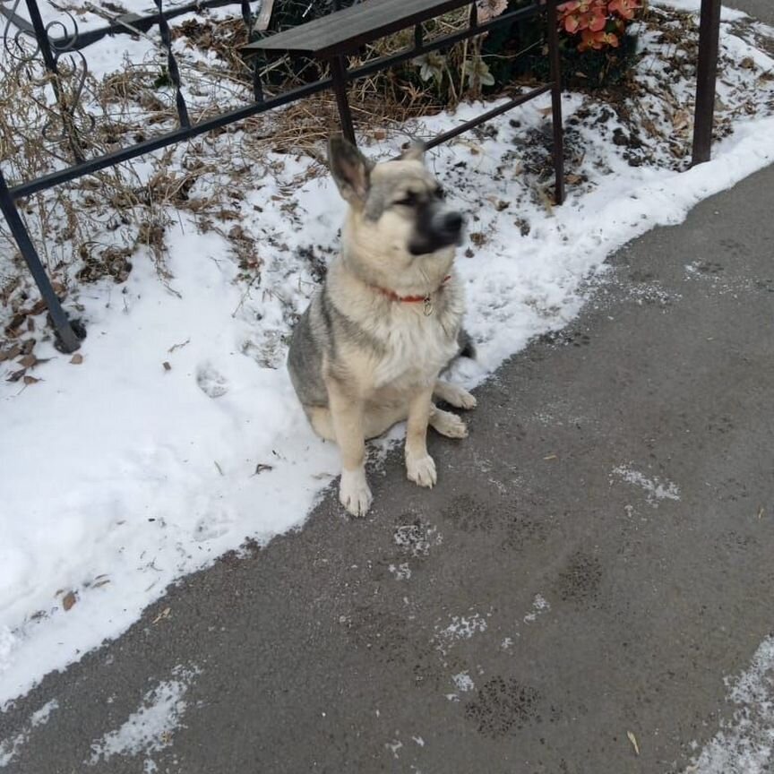 Нашелся пёс