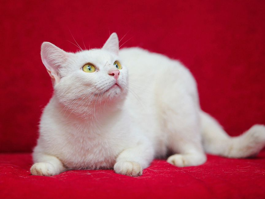 Кошки