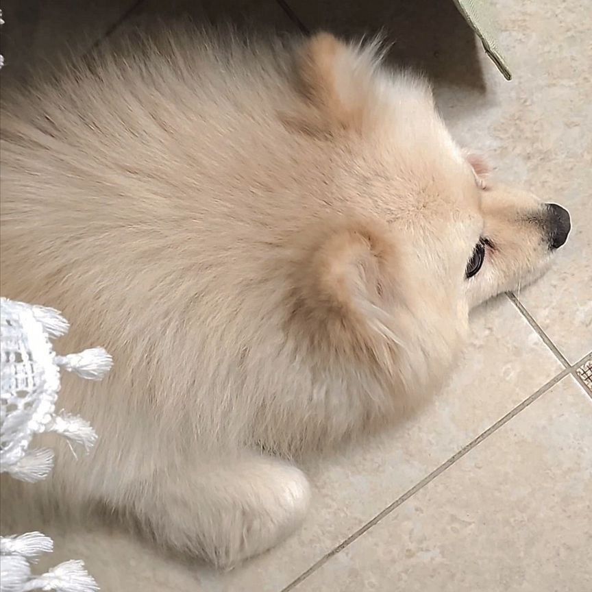 Немецкий шпиц. Мальчик