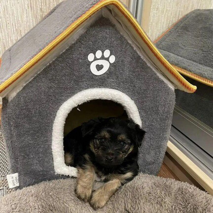 Йоркширский терьер, щенок